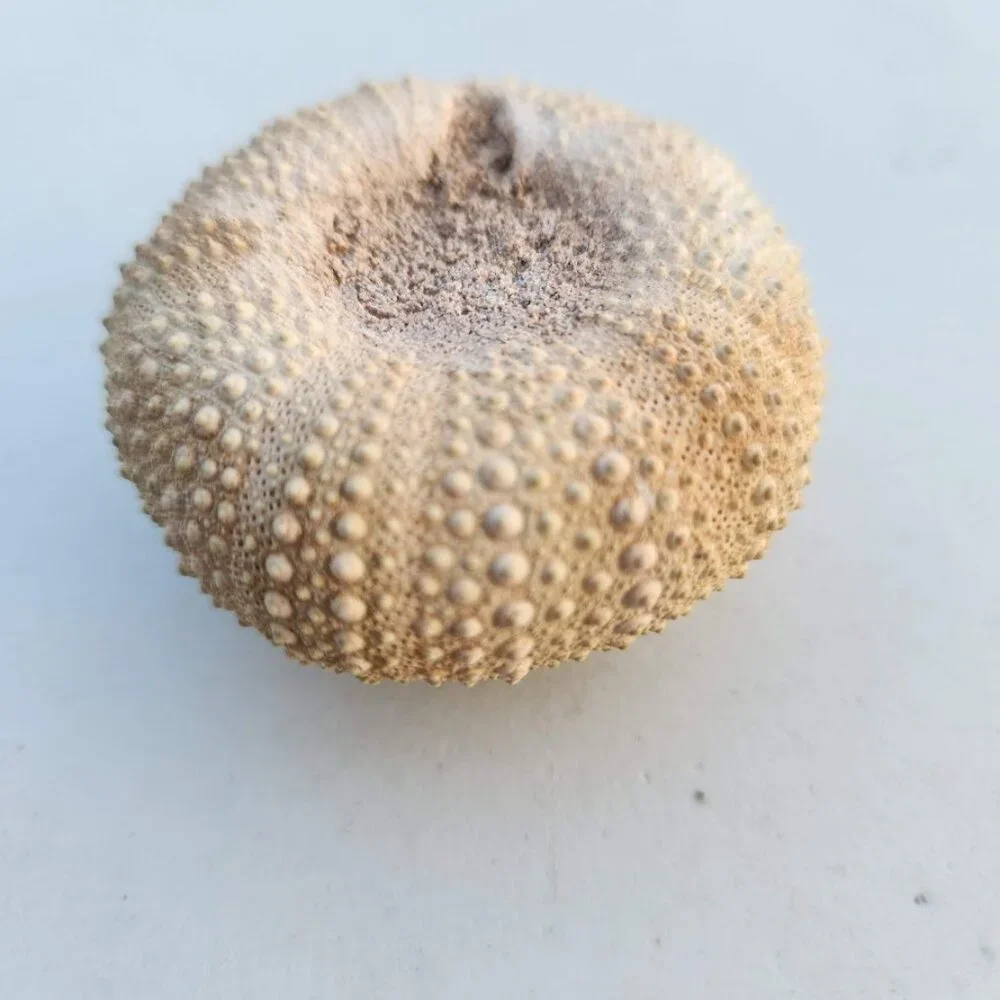 Hand Crafted | Accents | Whole Sea Urchin Fossil Shell Gems And ...